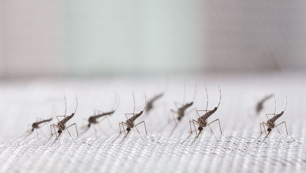 Billions Of Genetically Engineered Mosquitoes Permitted For Release in ...