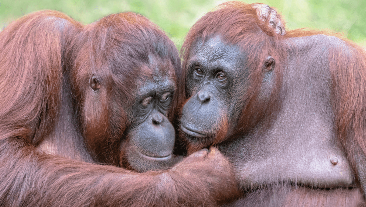 Orangutan's Vocabularies Are Shaped By Socializing With Others, Just ...