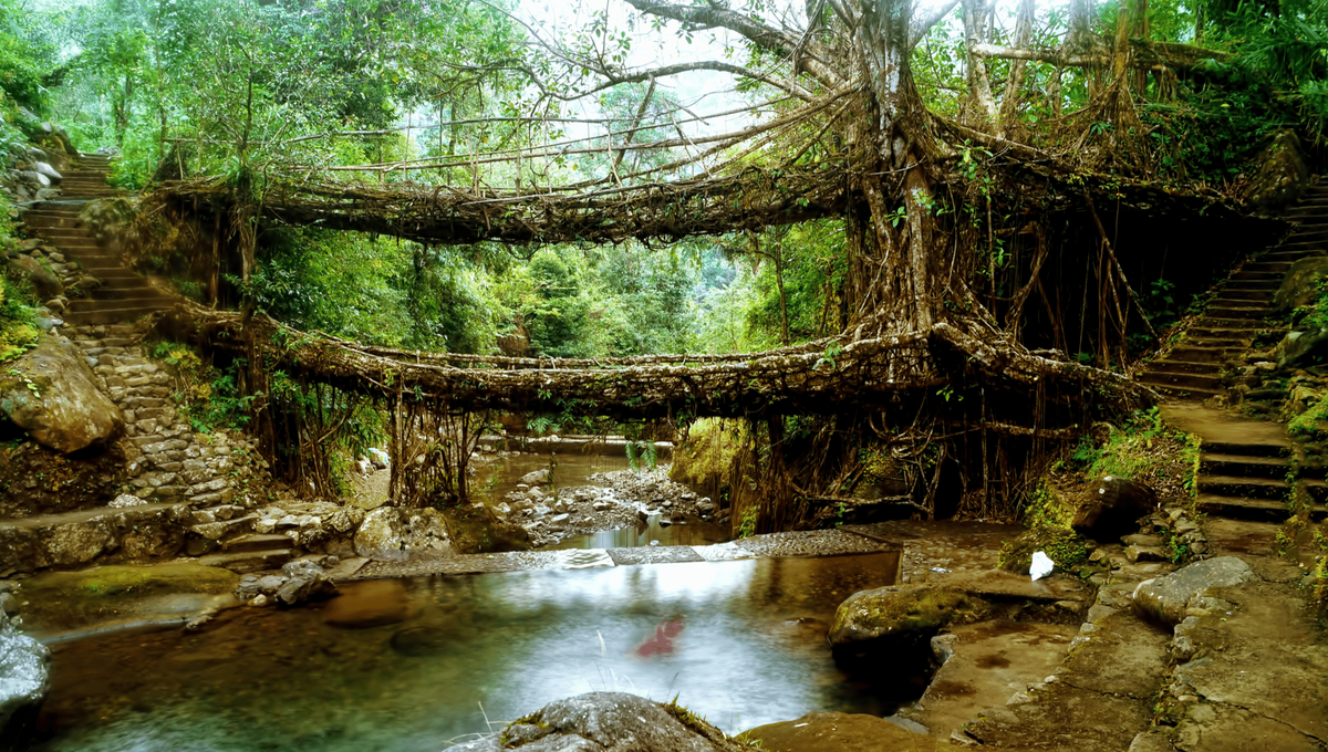 India’s Iconic "Living Root Bridges" Considered For UNESCO World ...