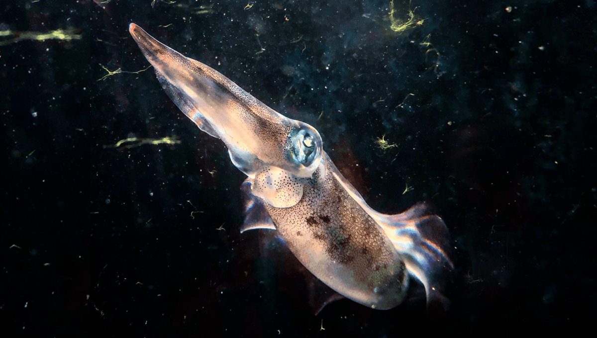 Squid Filmed Changing Color To Blend Into Surroundings For The First ...