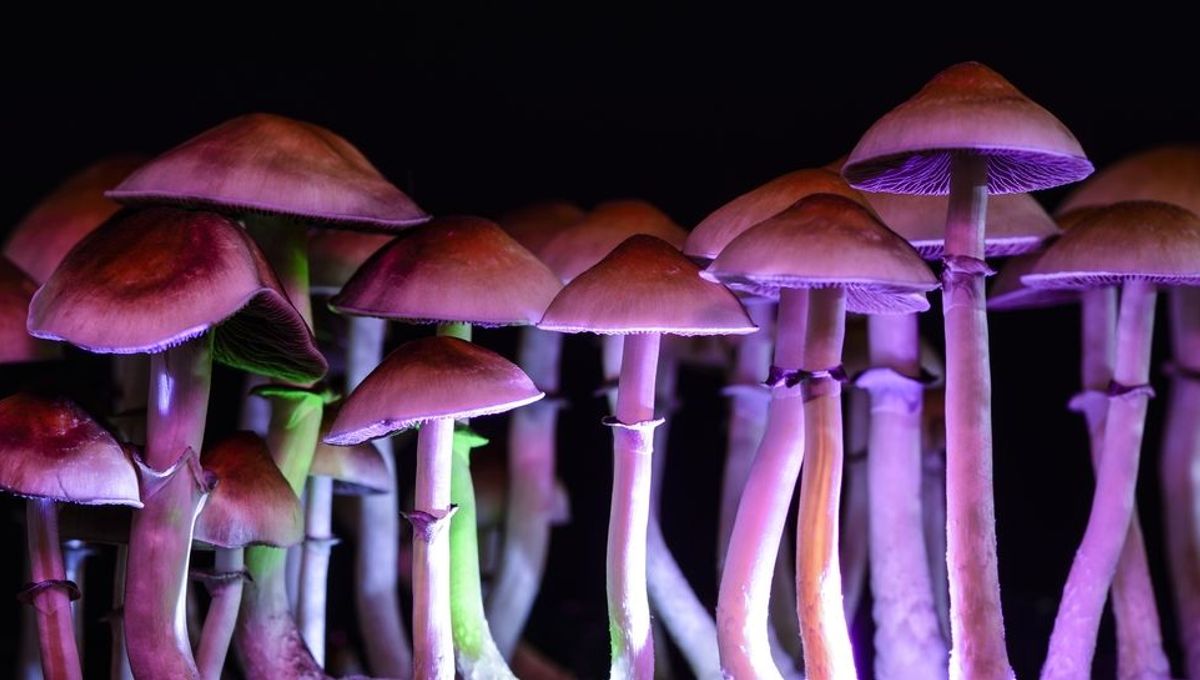 New Magic Mushroom Species Discovered In Australian Wilderness | IFLScience