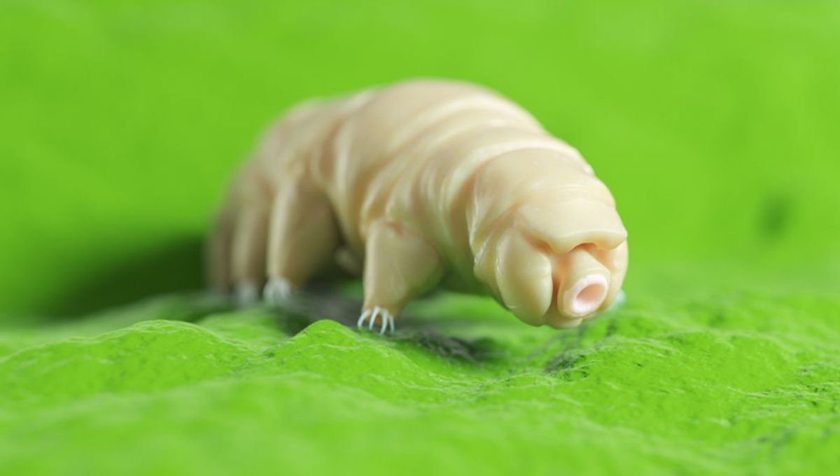 Tardigrades Can Hitch Rides On Snails To Get Around Faster | IFLScience