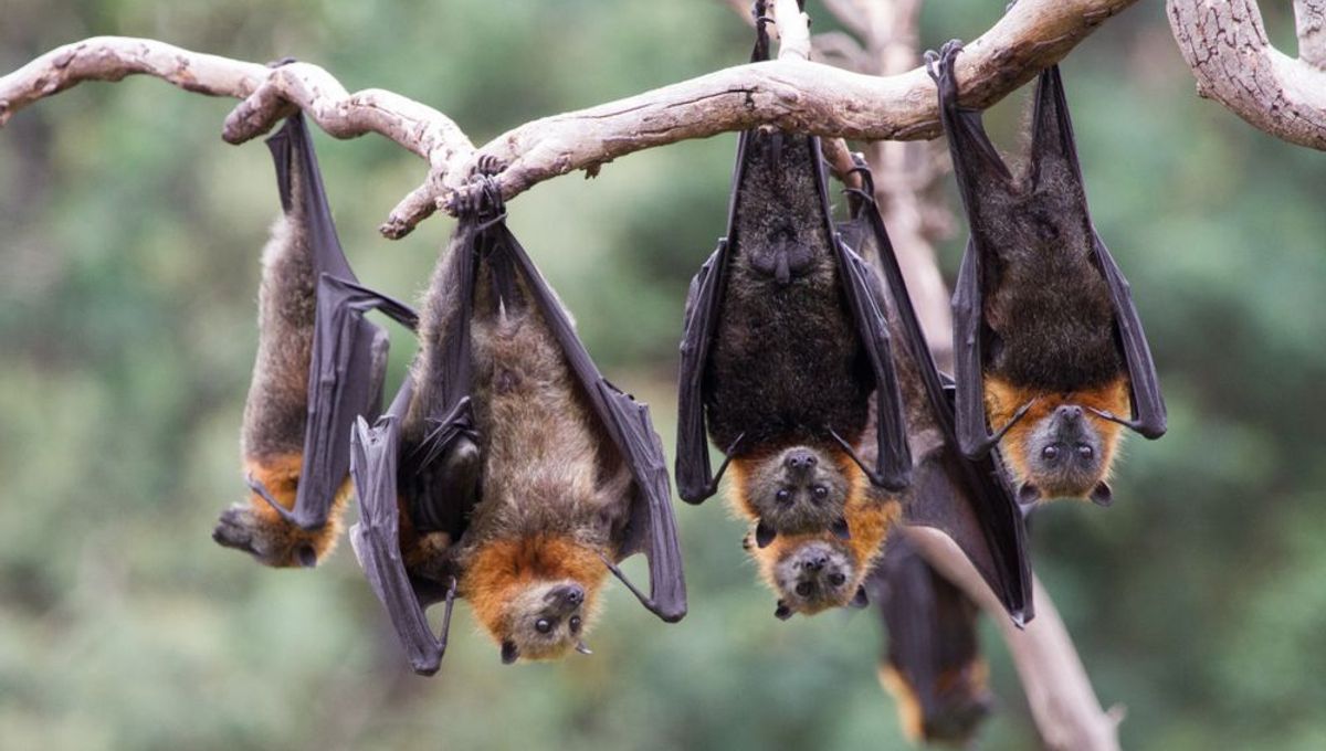 New Variant Of Deadly Hendra Virus Discovered In Flying Foxes | IFLScience