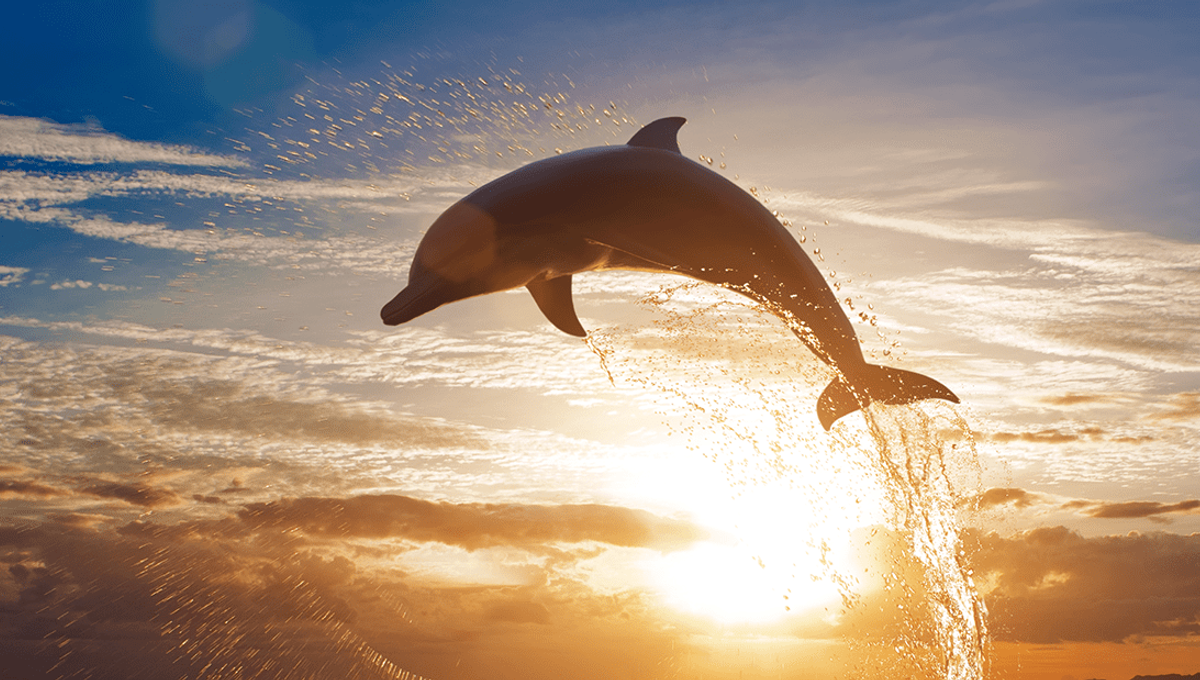 Russia Has Deployed Dolphins In The War Against Ukraine | IFLScience