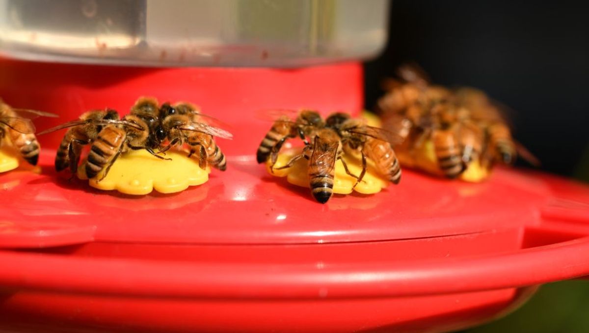 Bees Can Distinguish Odd And Even Numbers, A First Outside Humans ...