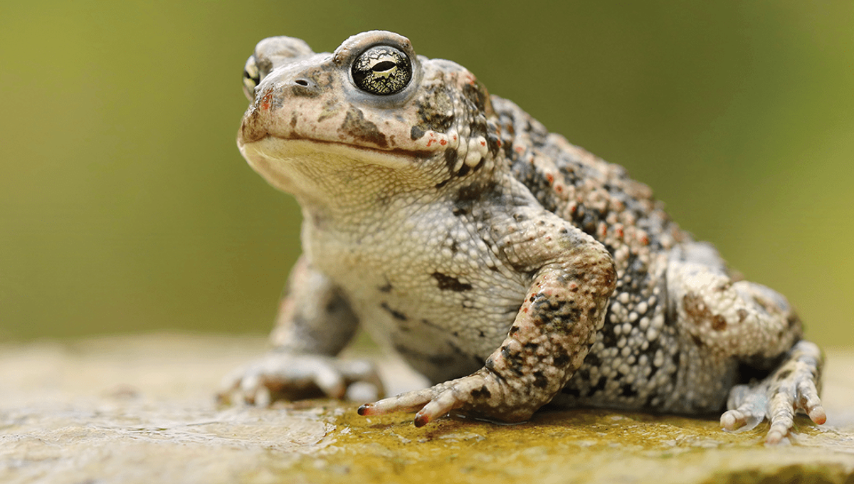 Russian Oligarch Found Dead At Shaman's Home. Russia Blames Toad Venom ...