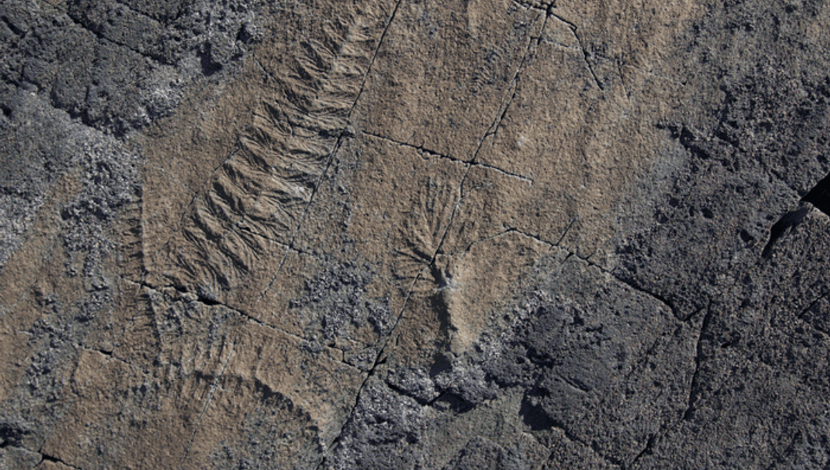 The First Animals Were Adapting, Not Dying, Before The Cambrian ...