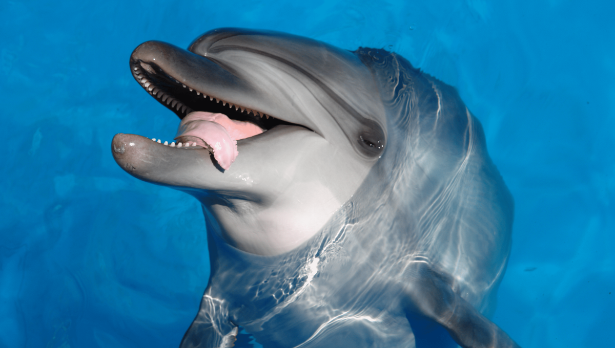 Dolphins Recognize Friends By Tasting Their Pee | IFLScience