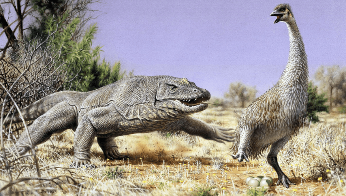 Australia Once Had 6-Foot "Demon Ducks Of Doom" And Early Humans Stole ...