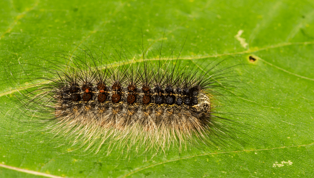 Man's Eczema Turns Out To Be Bits Of Caterpillar Under His Skin ...