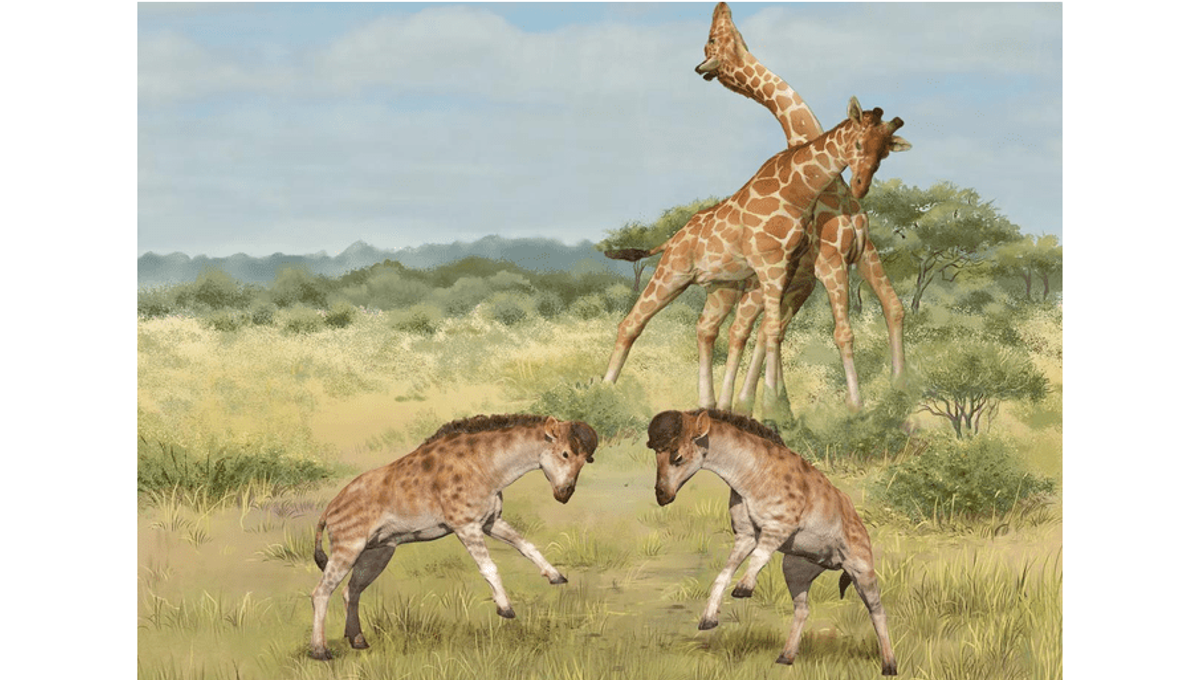 Giraffes' Long Necks Probably Developed As Weapons, Not Just To Reach ...