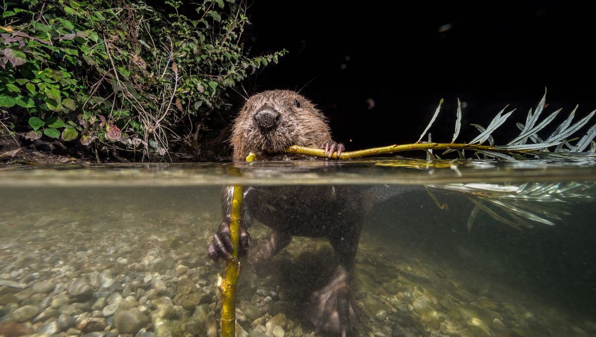 Rewilding – The Fine Art Of Doing Nothing | IFLScience