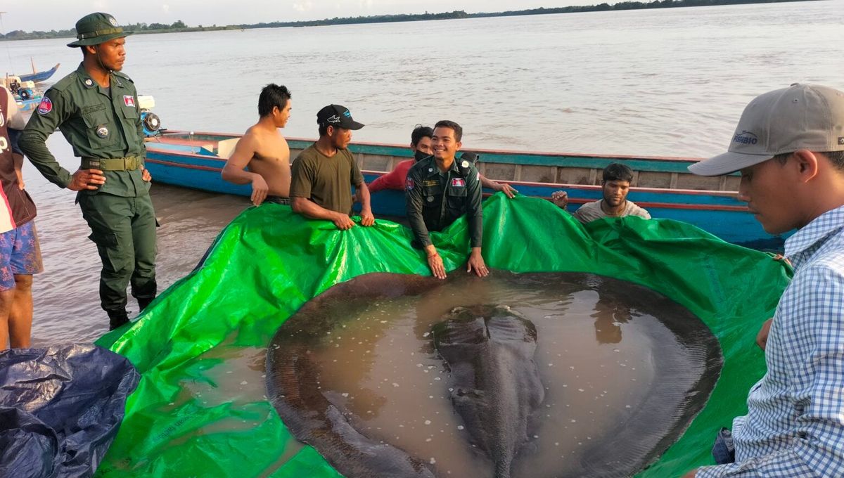 Bigggest Freshwater Fish Caught In Cambodia's River Mekong | IFLScience