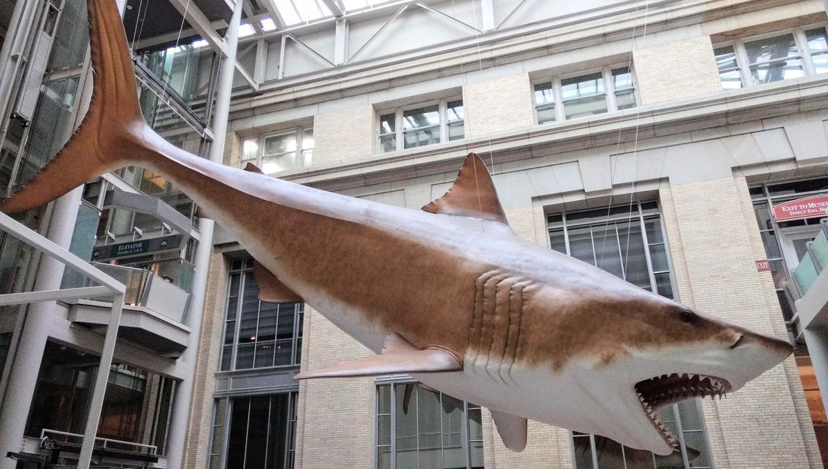 Megalodons Were The Highest Ocean Predator In All Of History | IFLScience