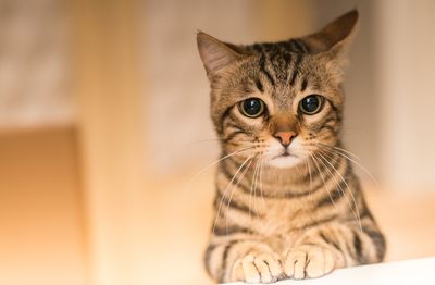 Cause Of Neurological "Staggering Disease" Affecting Cats May Have Been ...