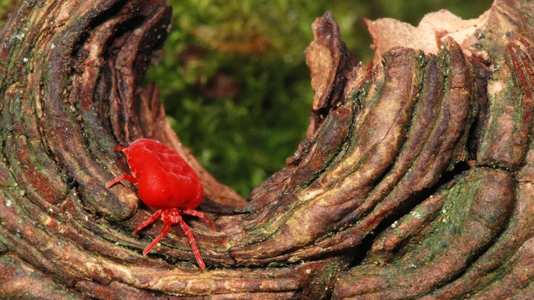 Water Spider Red Velvet