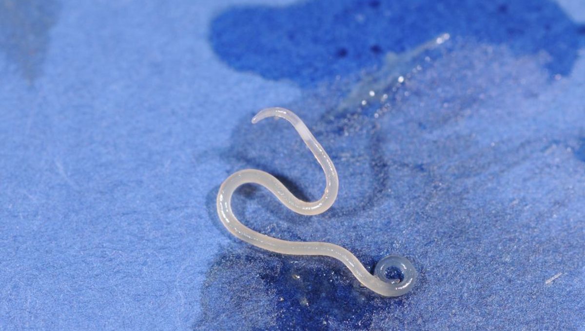Parasitic Worms With A Suit Of Armor May Hunt And Kill Cancer Cells ...