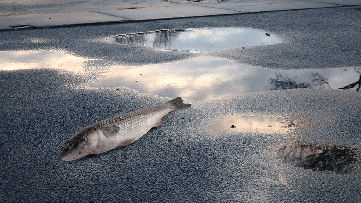 Fish Falling From The Skies In India Demonstrates "Very Rare" Animal ...