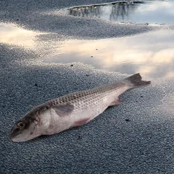 Raining Animals Phenomenon