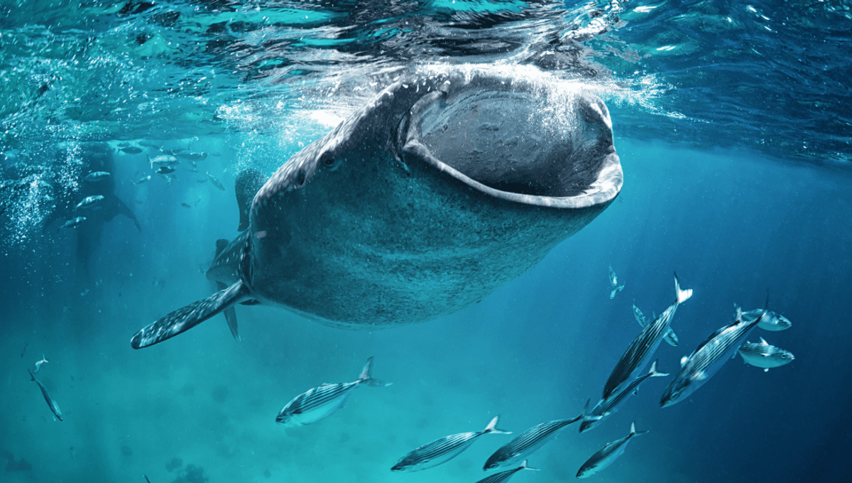 Whale Shark Topples Kodiak Bear As World's Largest Omnivore | IFLScience