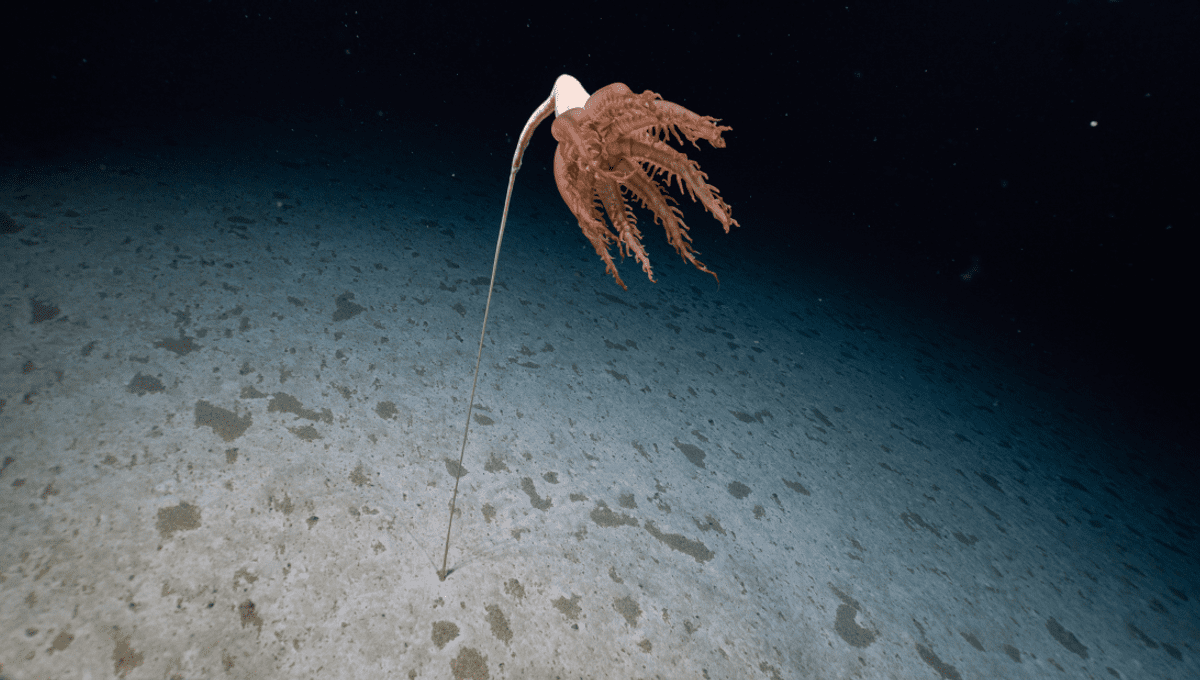 Rare Footage Reminds Us We've Just Got To Deal With What's In The Sea ...