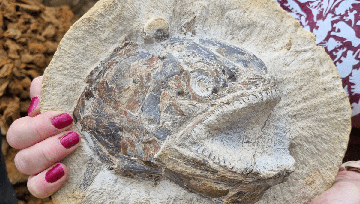 Incredible Fossil Fish From The Jurassic Unearthed In Farmers Field ...