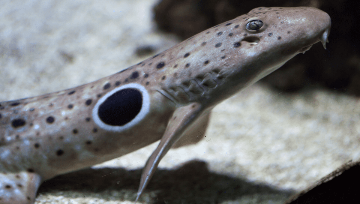 Walking Sharks Can Stroll On Land For Up To Two Hours | IFLScience