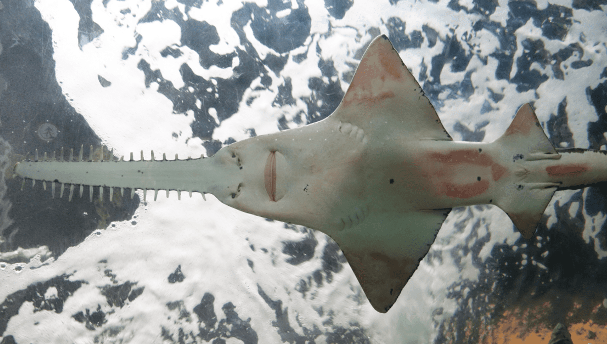 Teeth Evolved From Scales That Shuffled From The Body Into The Mouth ...