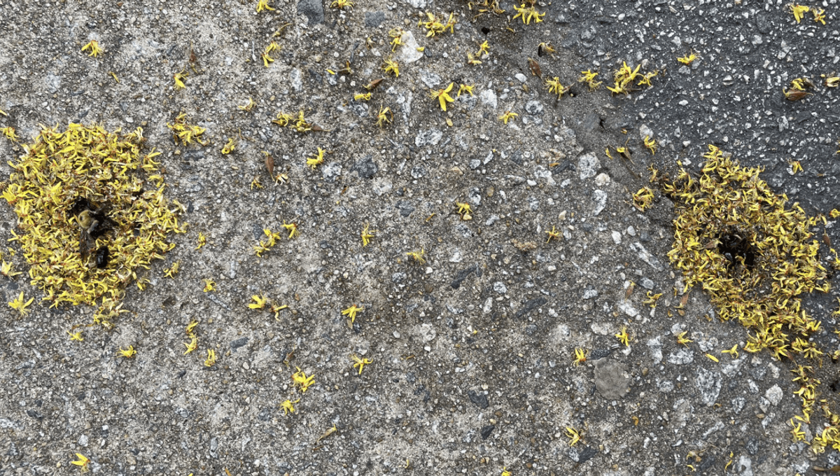 Video Shows Ants Creating Circular Arrangements Of Petals Around ...