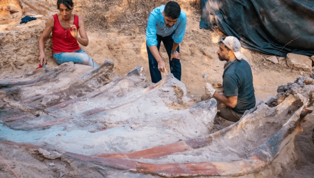 Man Stumbles Across Largest Dinosaur Skeleton In Europe In His Back ...