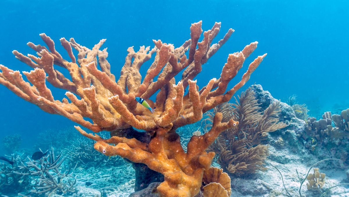Corals Have Been Found Breaking One Of Evolution’s Key Principles ...