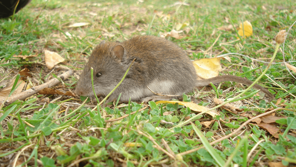 Smaller Mice In Rain Shadows Reveal A Likely New Law Of Nature | IFLScience