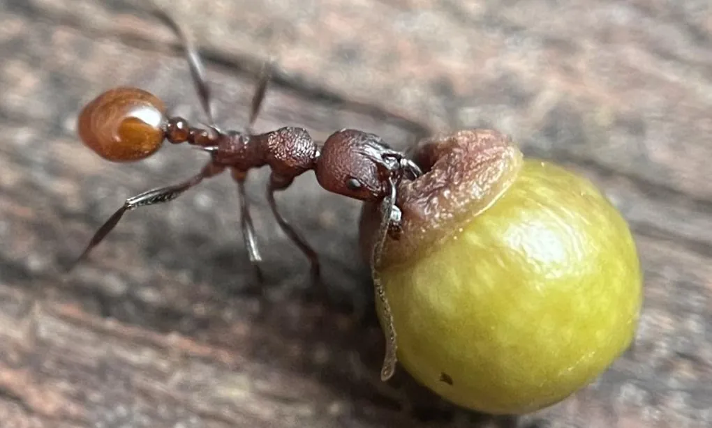 Eight-Year-Old's Observation Leads To Major Discovery About Ant-Wasp ...