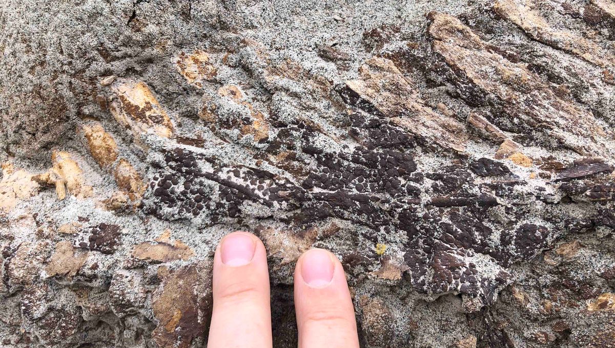 Dinosaur Tail And Skin Suggests Epic Fossil Hidden Inside Rock | IFLScience