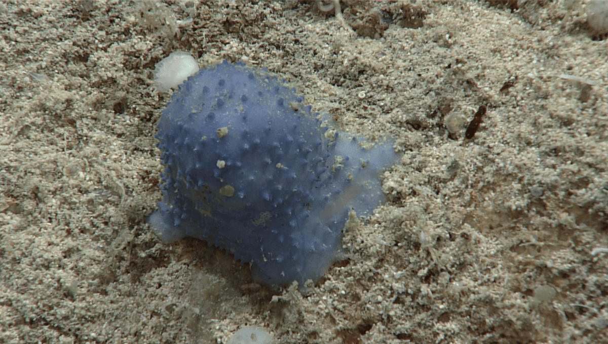 Bizarre "Blue Goo" Found Lurking In The Ocean Has Marine Scientists ...