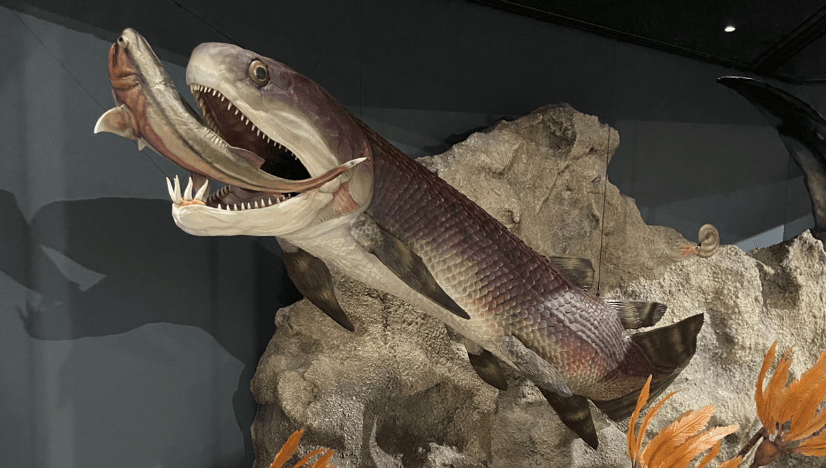 Scientists Have Found The Oldest Fossil Heart And It's 380 Million ...