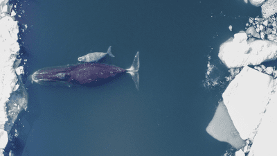 With Long Life Comes Tiny Testicles For The Bowhead Whale | IFLScience