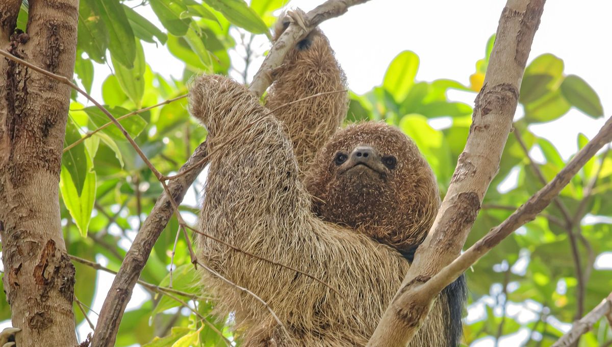 Coconut-Headed Sloth In Brazilian Jungle Is Actually Two Distinct ...
