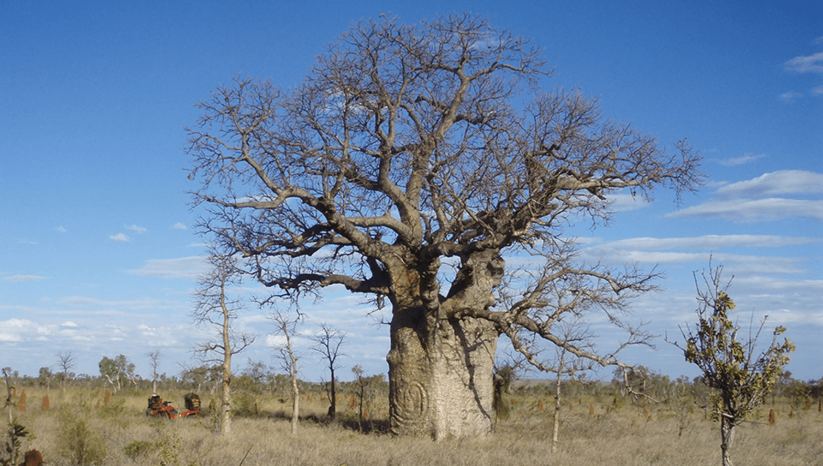 Scientists Are Racing To Record Indigenous Carvings On Australia's ...