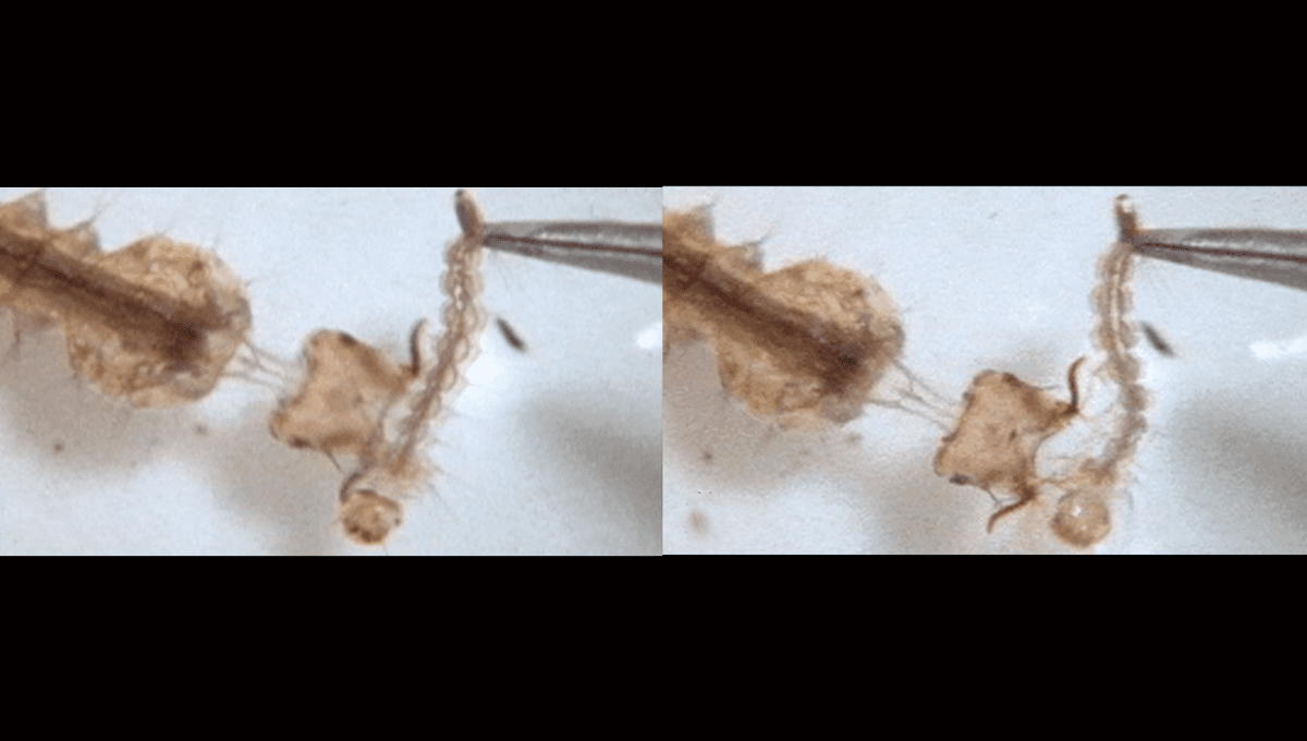 Cannibalistic Head-Popping Mosquito Hunting Techniques Revealed By High ...