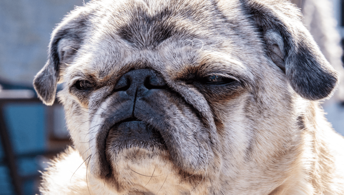 Dogs Can Judge Your Incompetence And Turn To Those They Deem More ...