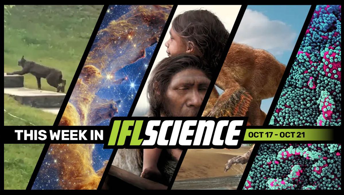 TWIS: A Mysterious Melanistic Canada Lynx Caught On Camera, An Enormous Ostrich-Like Dinosaur ...