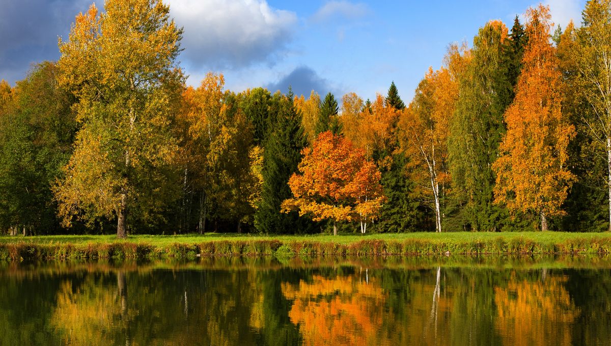 Why Do Leaves Change Color In The Fall | IFLScience