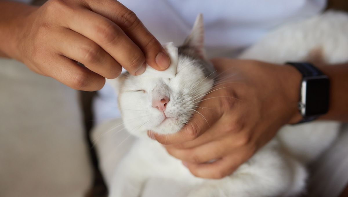 Cats At Crime Scenes Could Provide Vital Overlooked Clues | IFLScience