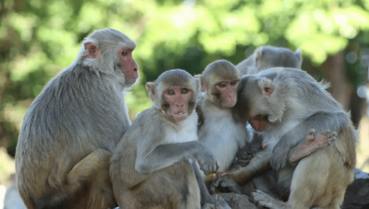 Sociable Monkeys Have Healthier Gut Bacteria | IFLScience