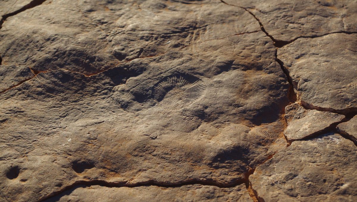 New Evidence Supporting A Much Earlier First Mass Extinction Of Animals ...