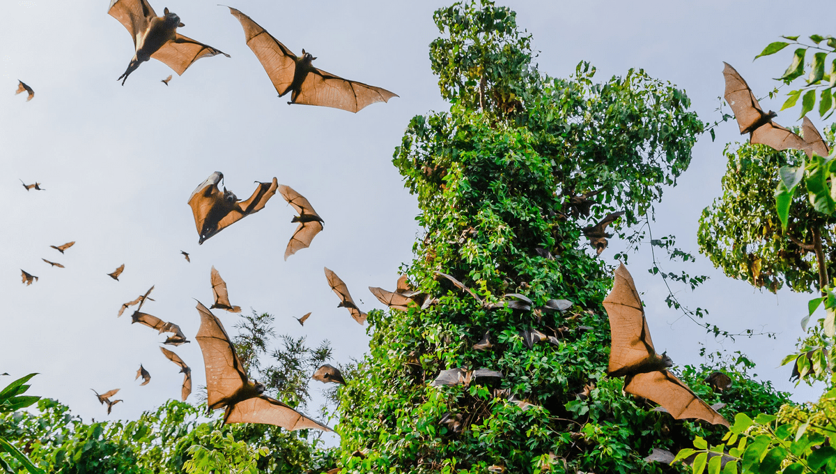 New Kiwira Virus Found In Two Countries In Africa | IFLScience