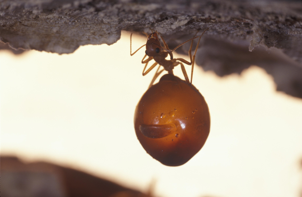 Honeypot Ants Get Stuffed With Nectar, Becoming Grape-Sized Living ...