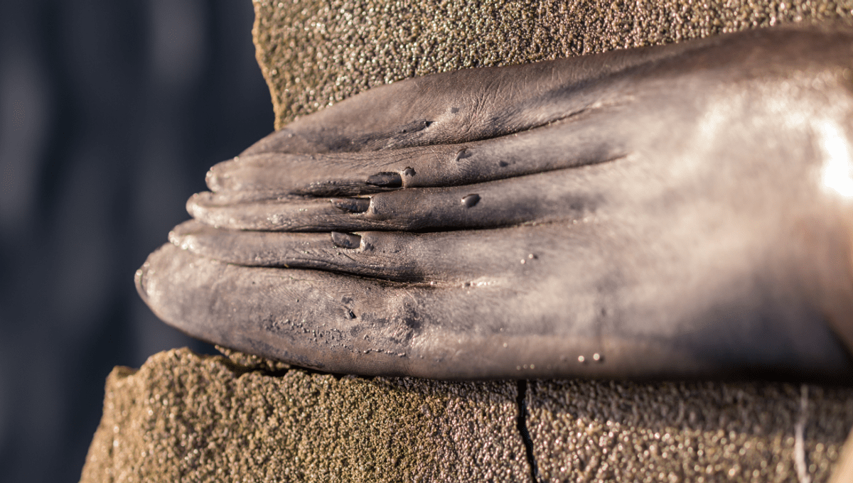 We Regret To Inform You That Some Seals Have Nails | IFLScience