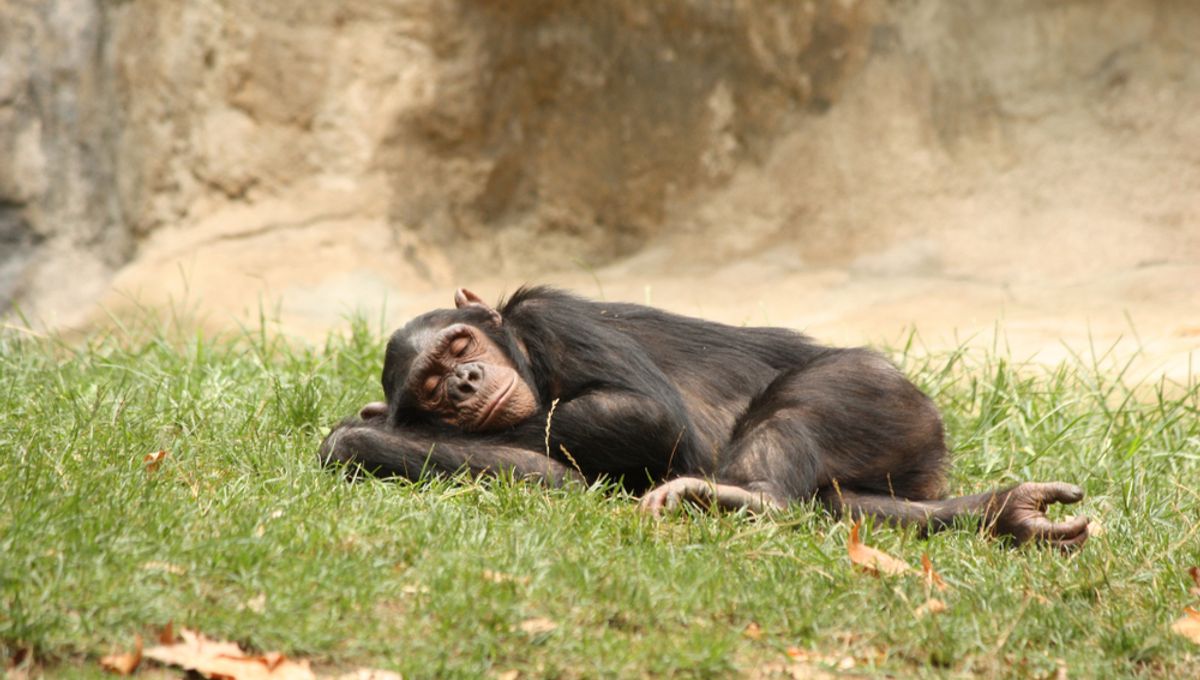 Do Animals Other Than Humans Have Periods IFLScience Do Animals Other Than Humans Have Periods IFLScience